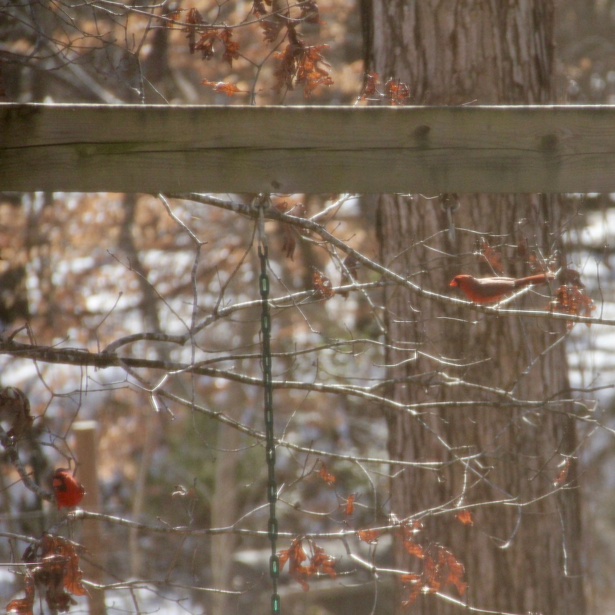 Sunday Afternoon ~ Coffee with the Cardinals. – Kelly's keyboard