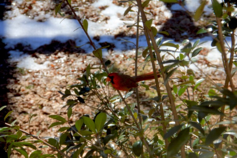 Sunday Afternoon ~ Coffee with the Cardinals. – Kelly's keyboard